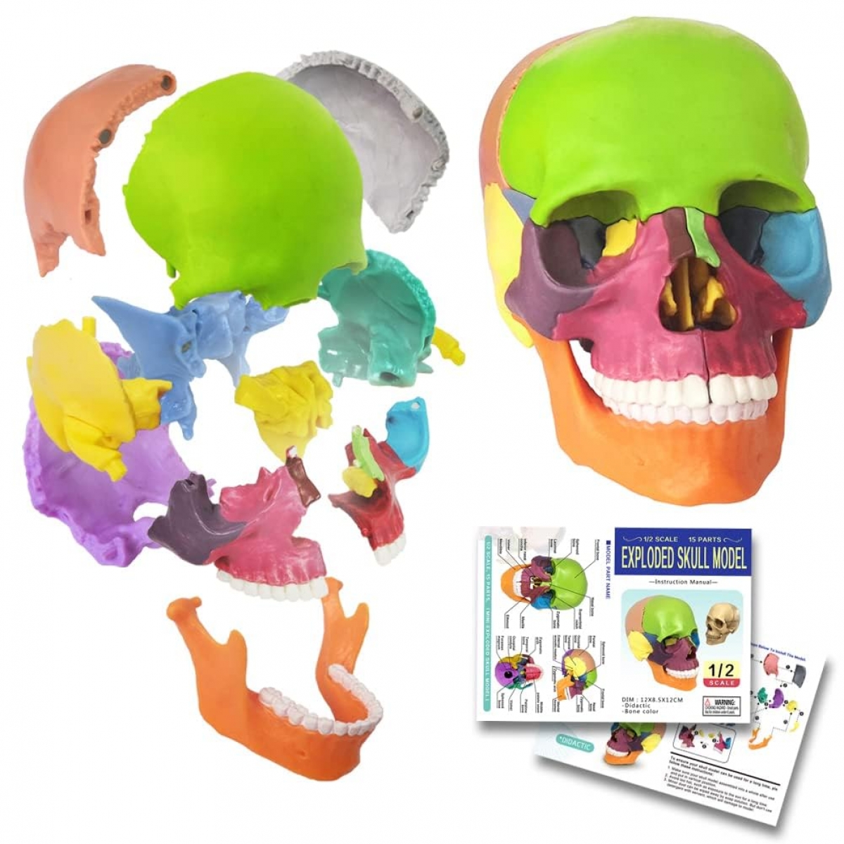 15-Parts Mini Coloured Skull Model - Myaskro